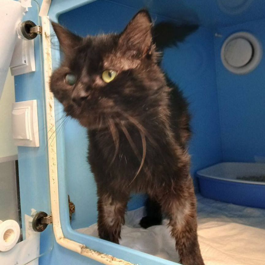 Взрослый кот в добрые руки