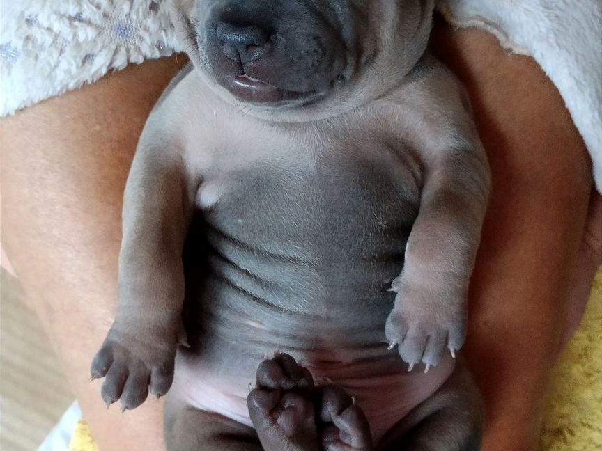 Тайский риджбек щенки