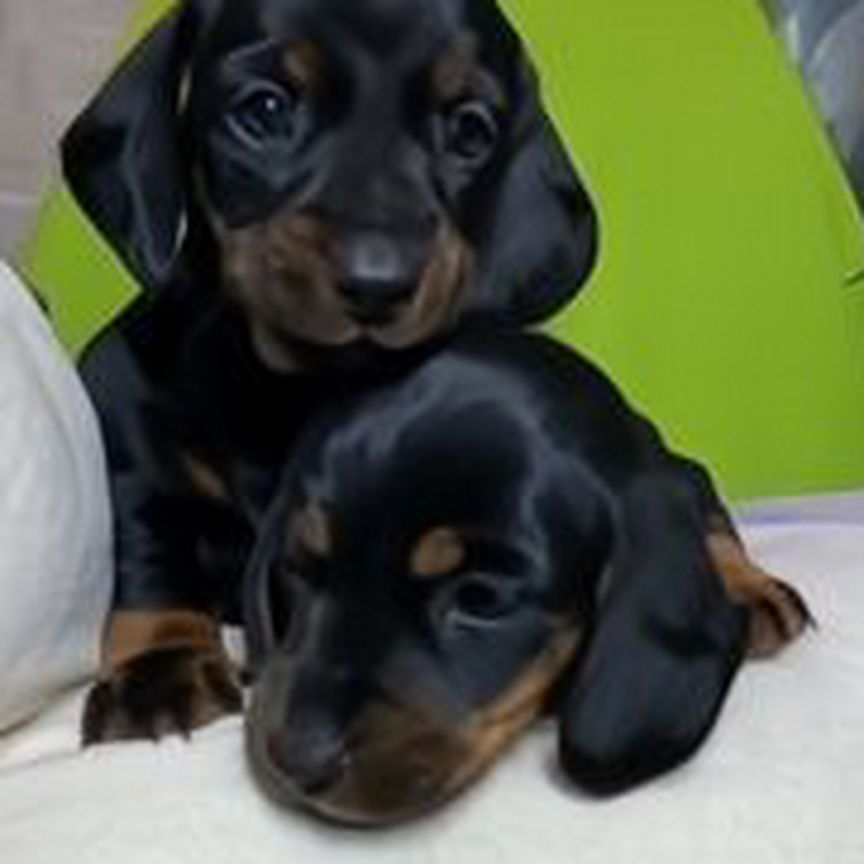 Карликовая такса, щенок