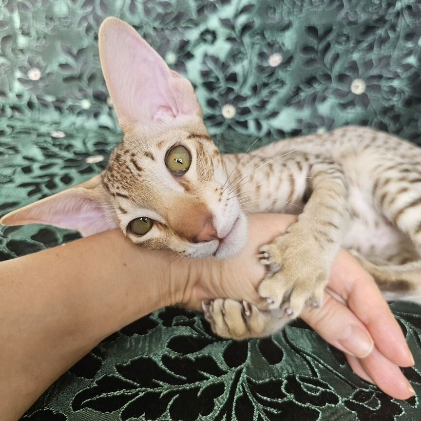 Котята ориентальные