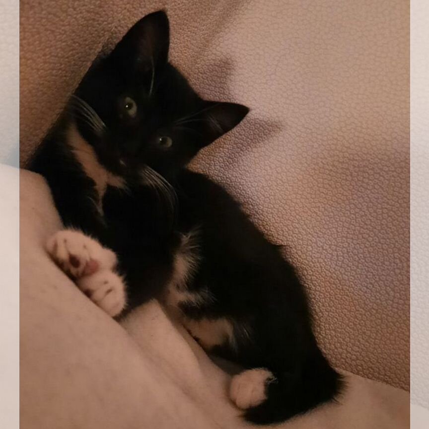 Котёнок в добрые руки