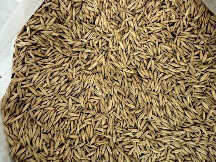 Овес урожай 2023