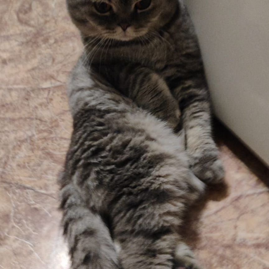 Кошки
