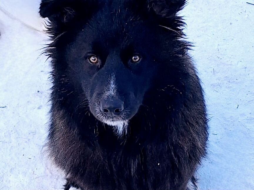 Собаки бесплатно в добрые руки