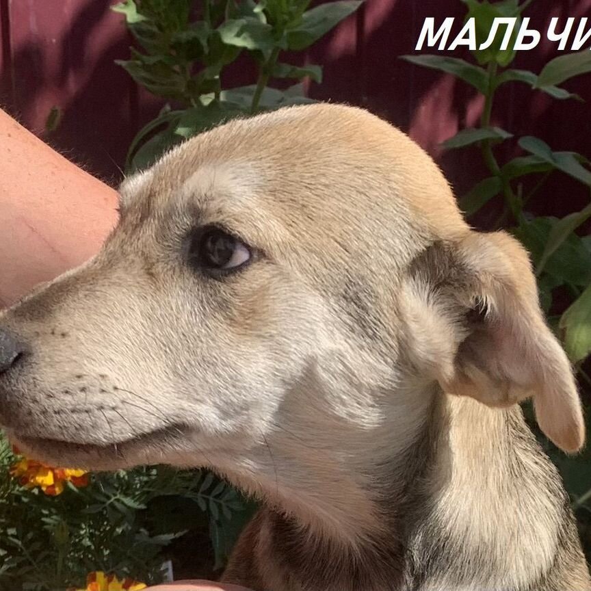 Щенки бесплатно В добрые руки