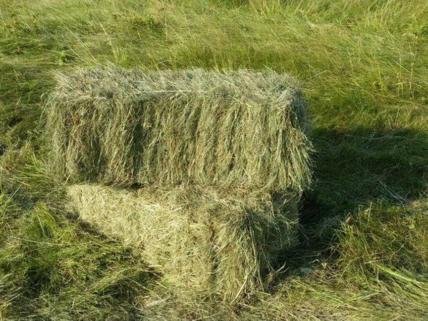 Сено луговое