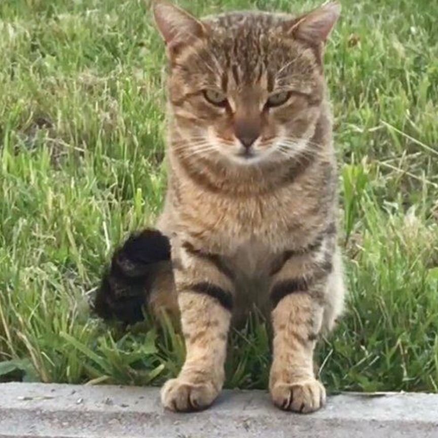 Кот Васенька