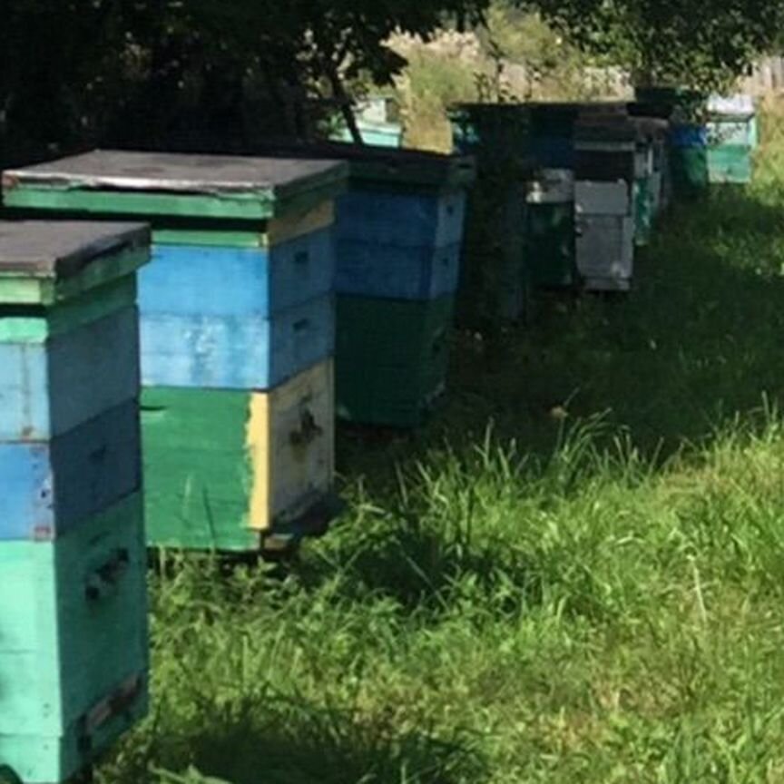 Продам ульи для пчел