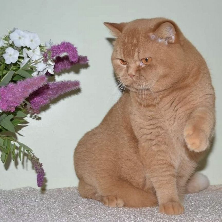 Британский короткошёрстный котёнок
