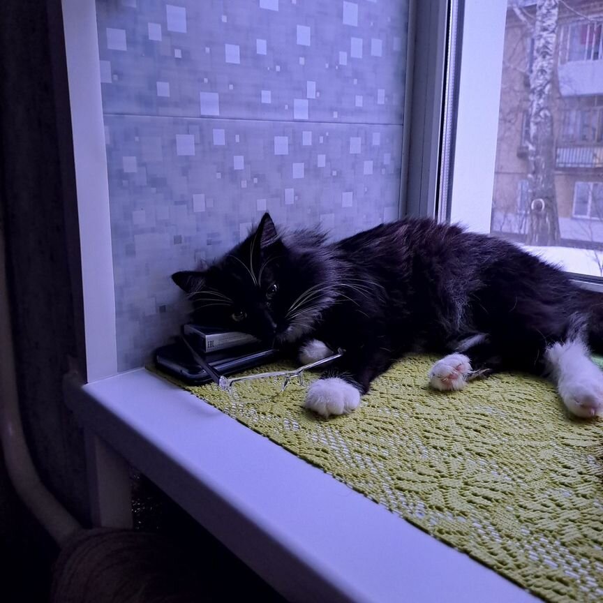 Отдам кота в добрые руки, в связи с переездом