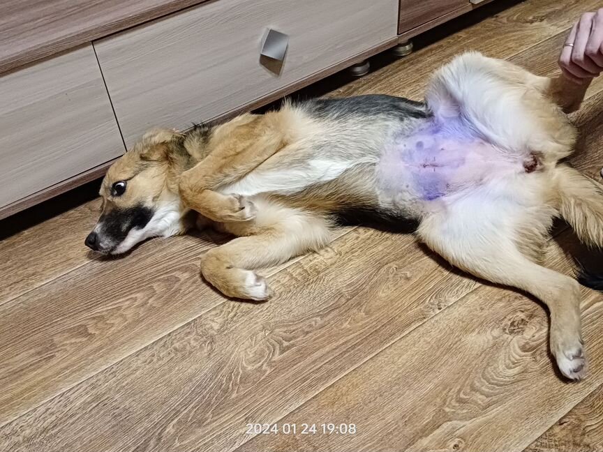 Собака Щенок в добрые руки (самка) нужен дом