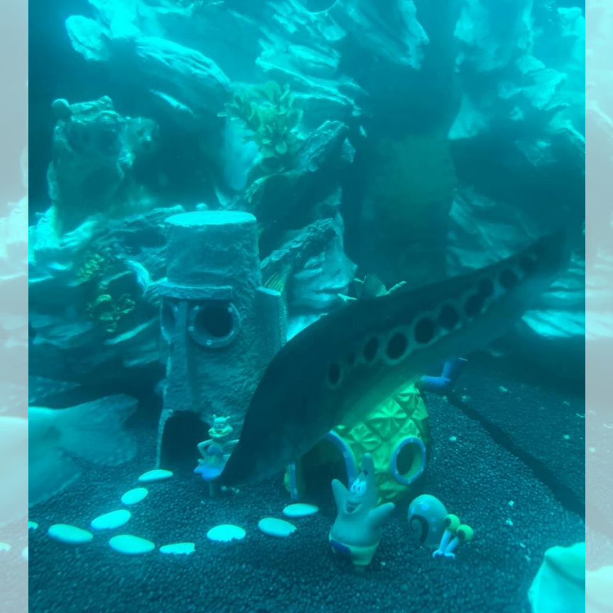 Продам всех рыбок (каламоихт, нож и тд)