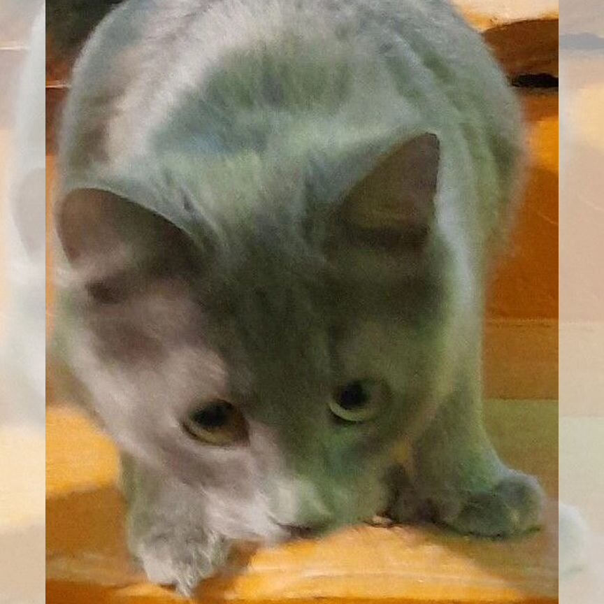 Котик молоденький
