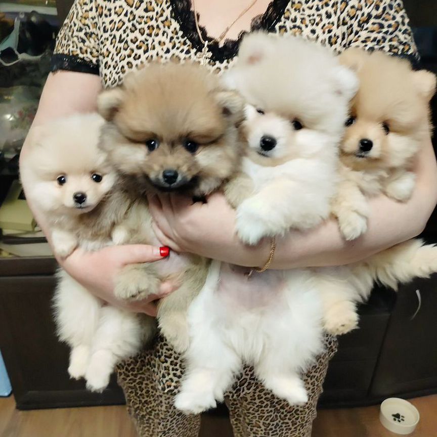 Померанский шпиц