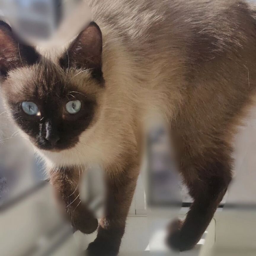 Котенок сиамский