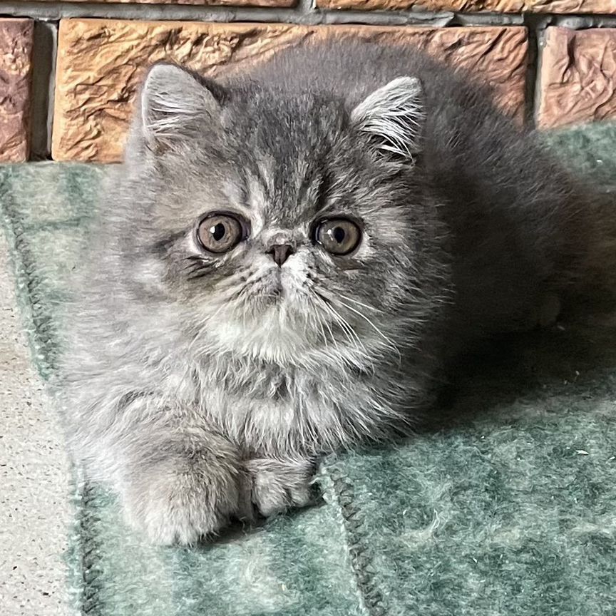 Экзотические короткошерстные котята
