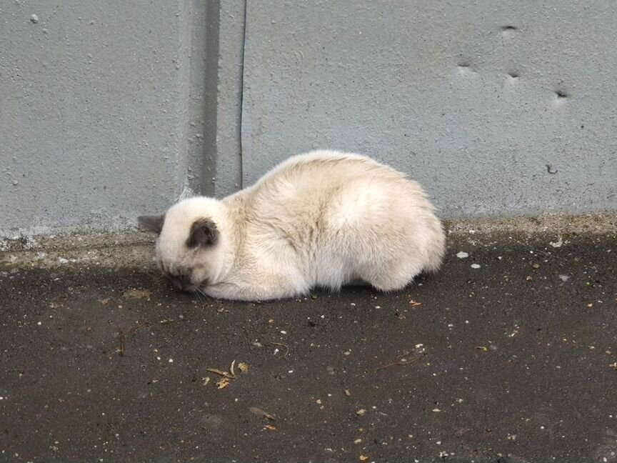 Найдена кошка