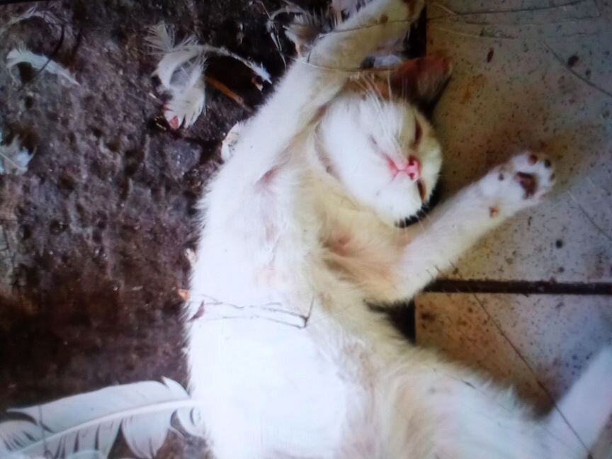 Котята в добрые руки бесплатно