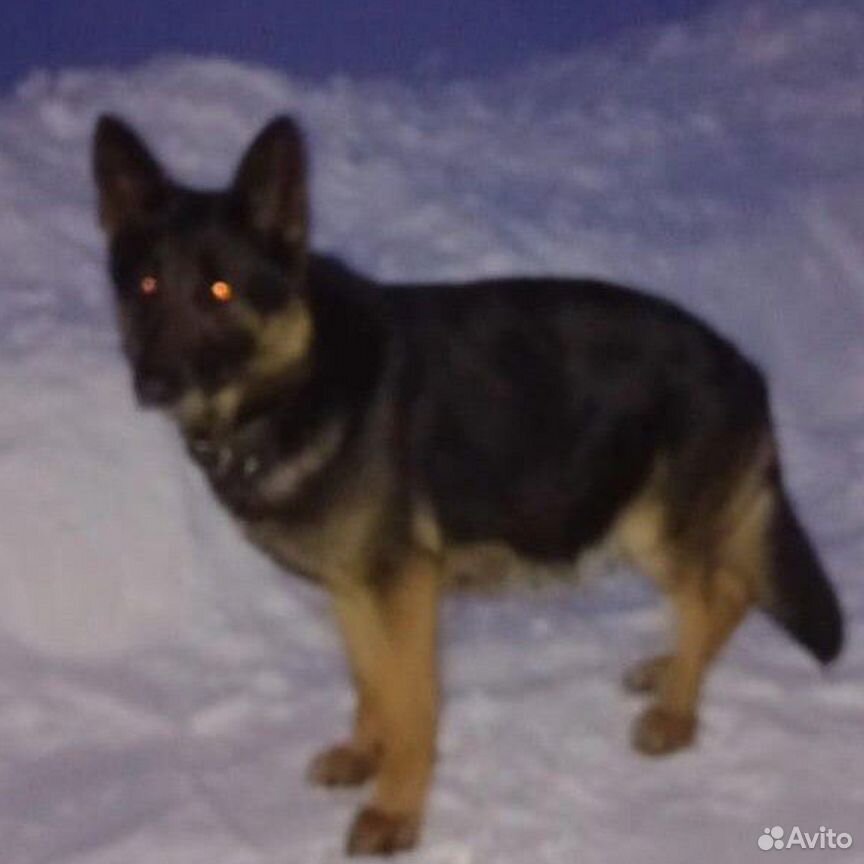 Немецкая овчарка