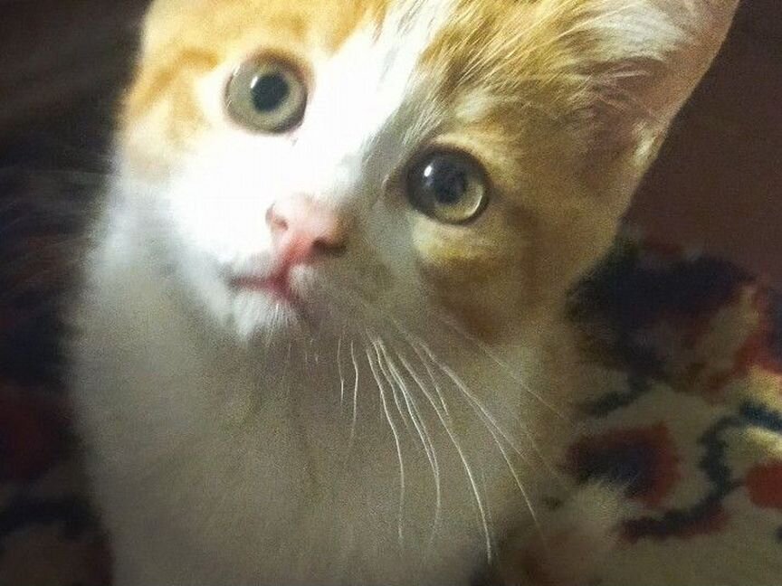 Рыжий котенок в добрые руки бесплатно