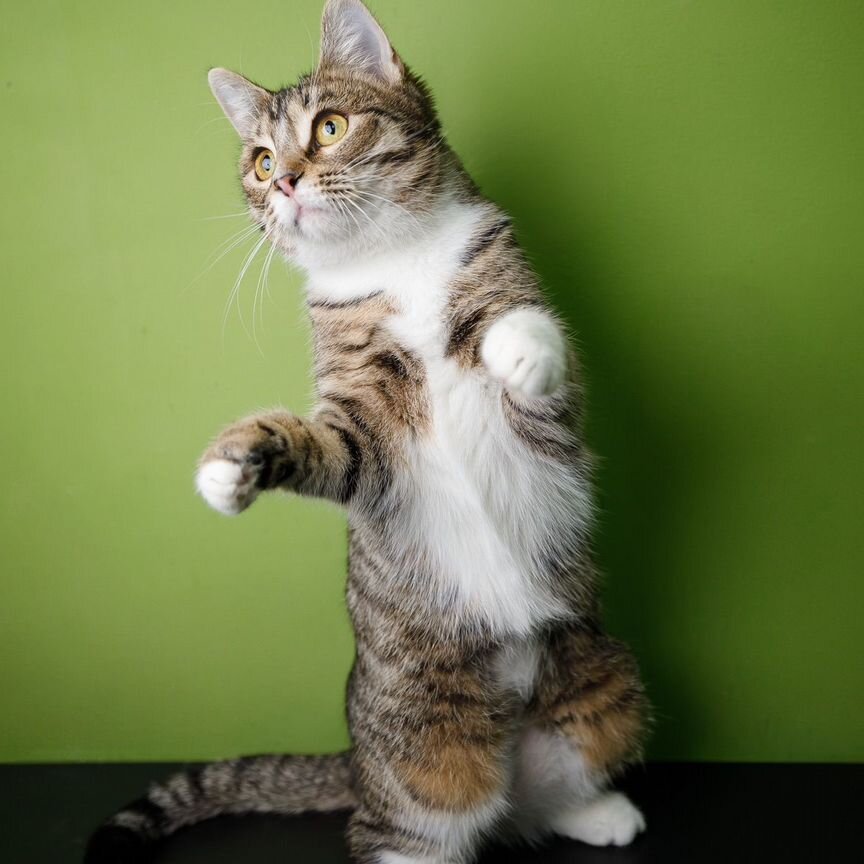 Котята 4-5 месяцев
