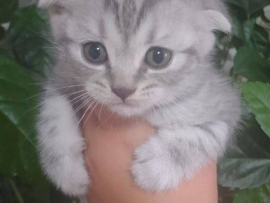 Шотландские вислоухие котята
