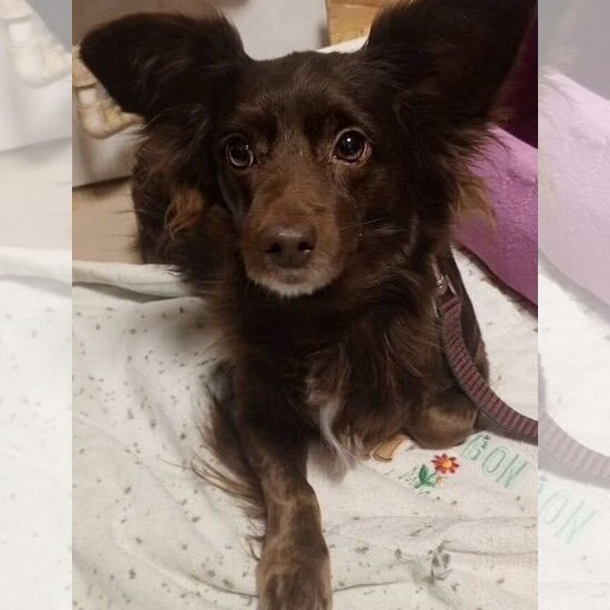 Маленькая собачка ищет дом