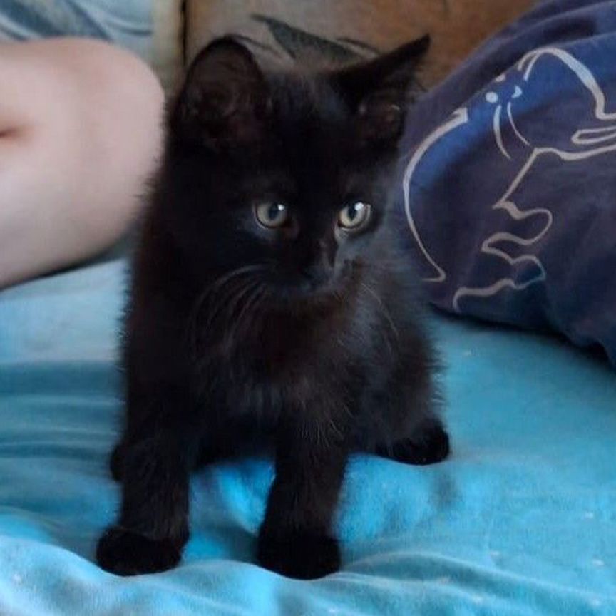 Котёнок в добрые руки