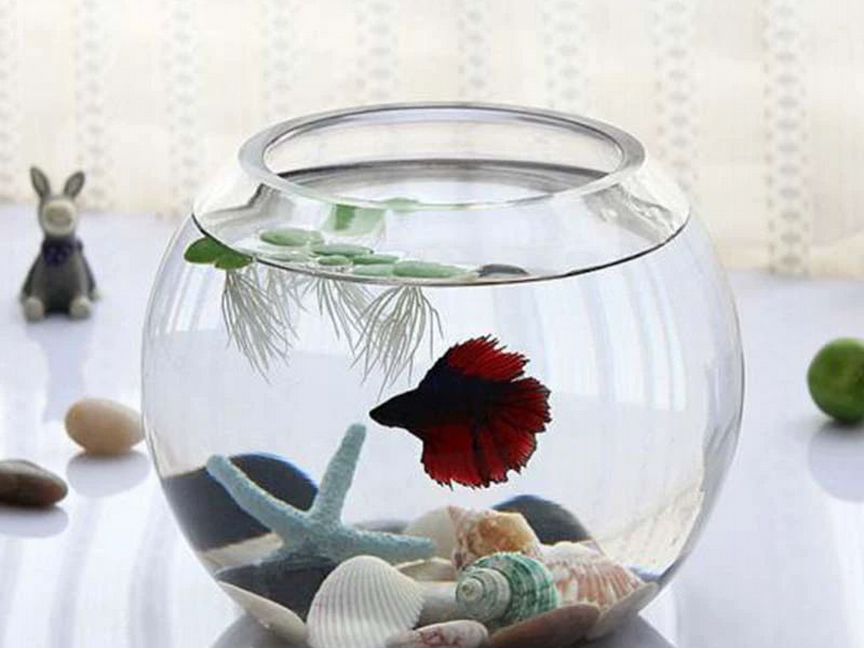 Подарочный комплект аквариум + рыбка