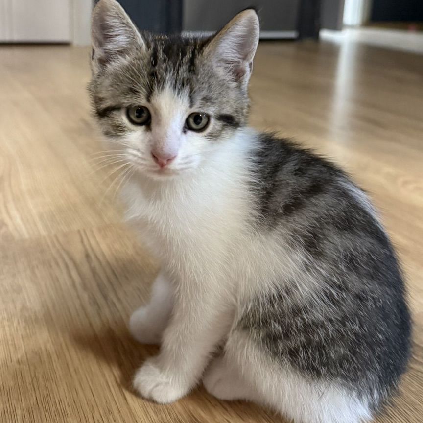 Котёнок в добрые руки