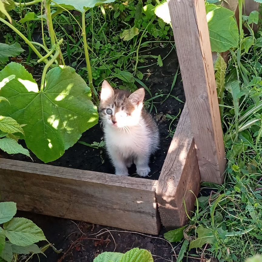 Котята в добрые руки бесплатно