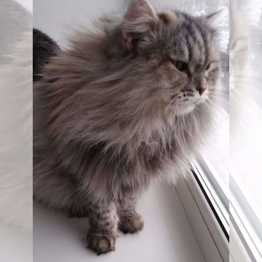 Норвежская лесная кошка