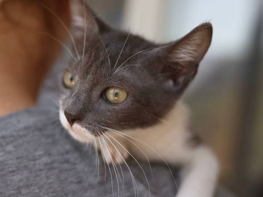 Котенок