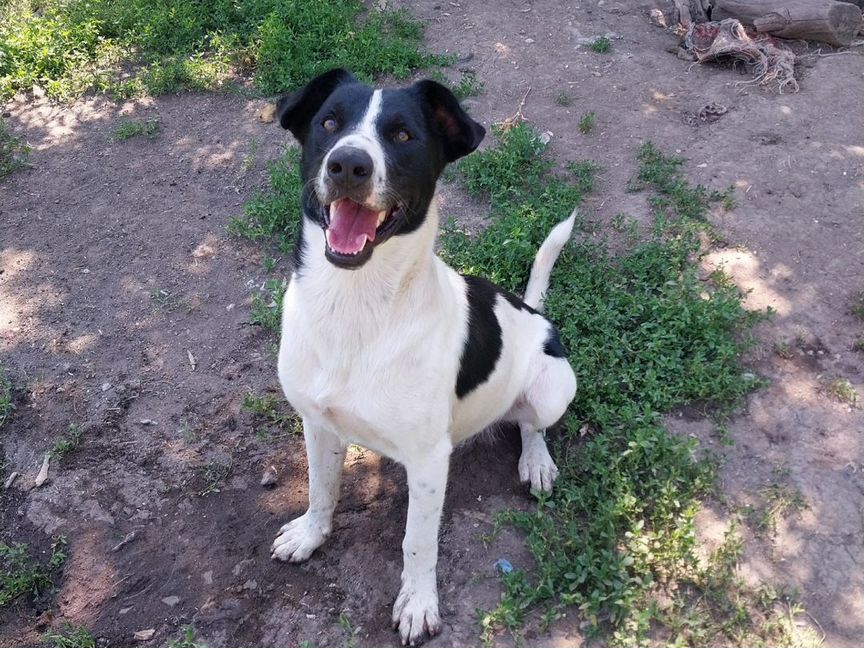 Собака в добрые руки отдам бесплатно