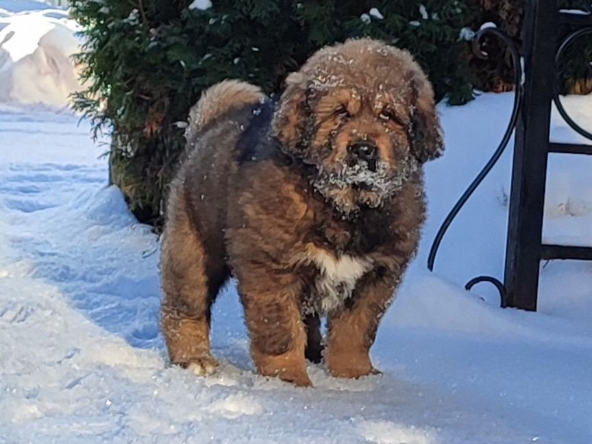 Тибетский мастиф Куколка