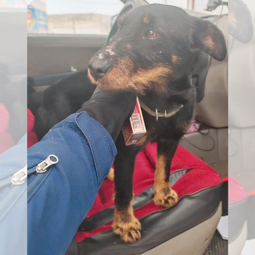 Собака ищет дом