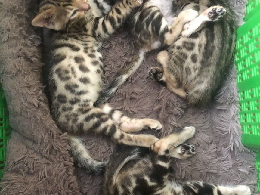 Бенгальские котята