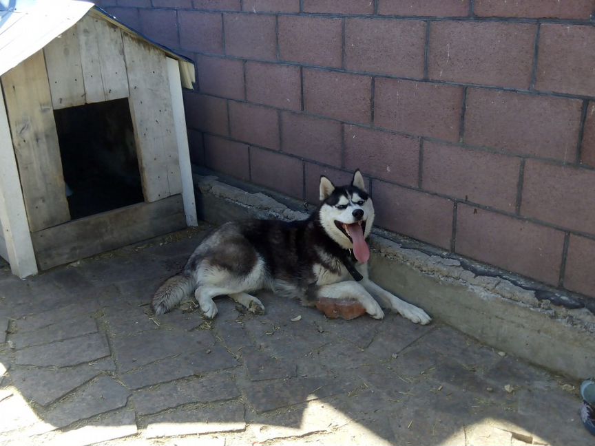 Завидный жених - кобель Сибирской хаски