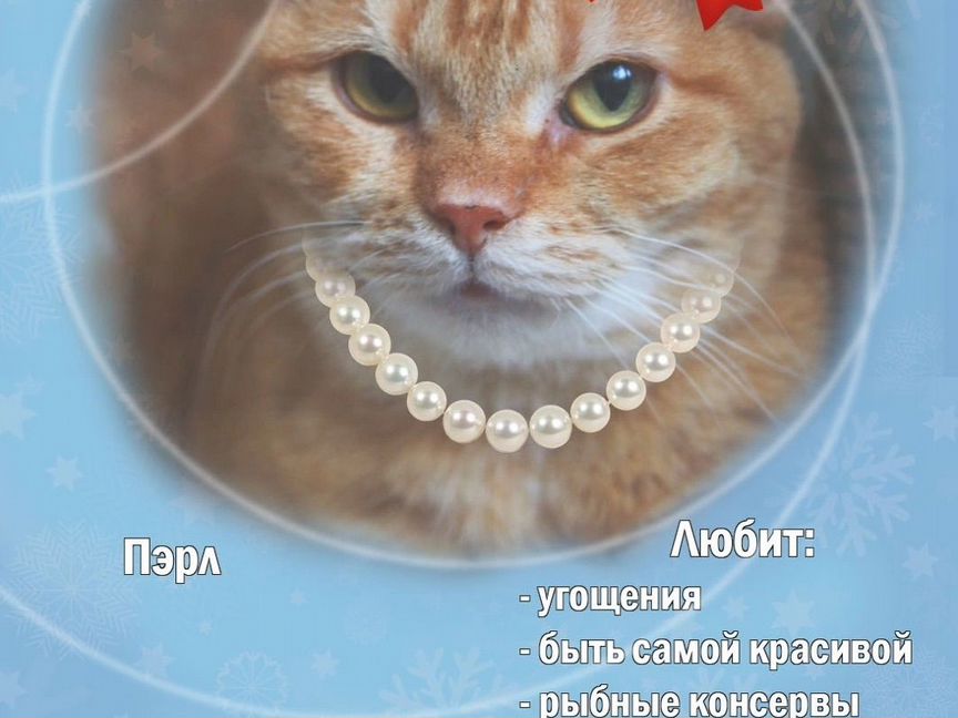 Рыжий подарок