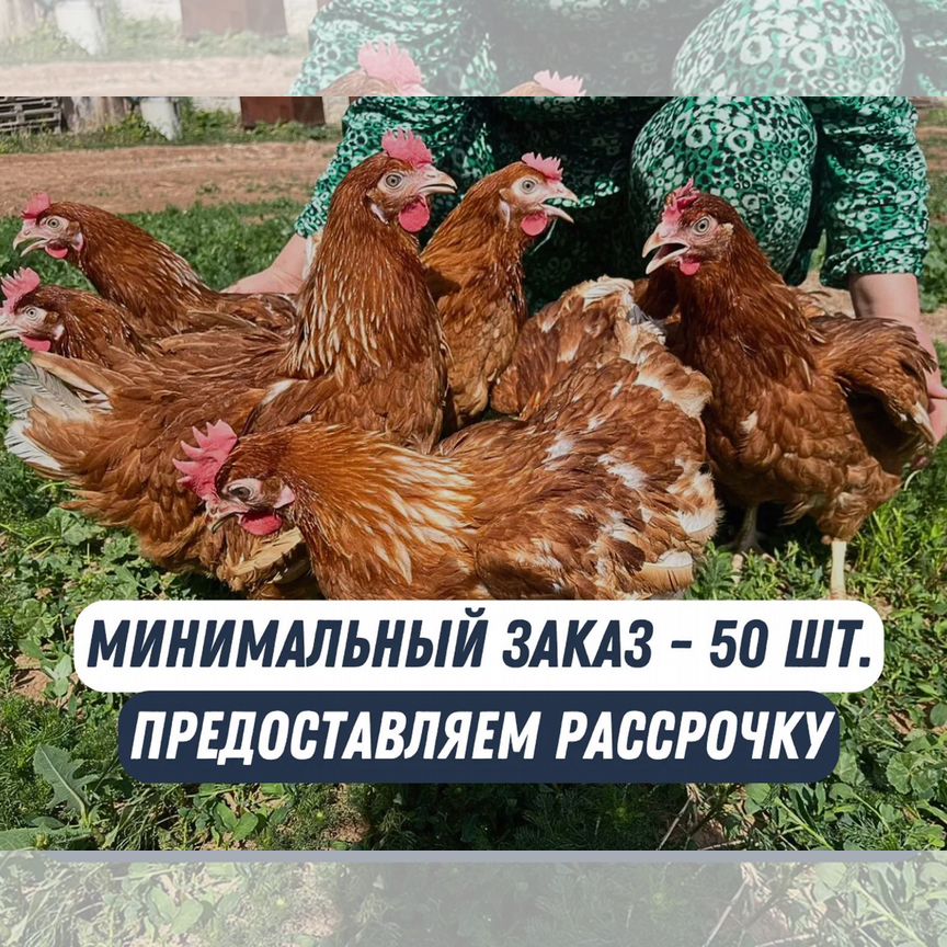 Куры несушки оптом различные породы с доставкой