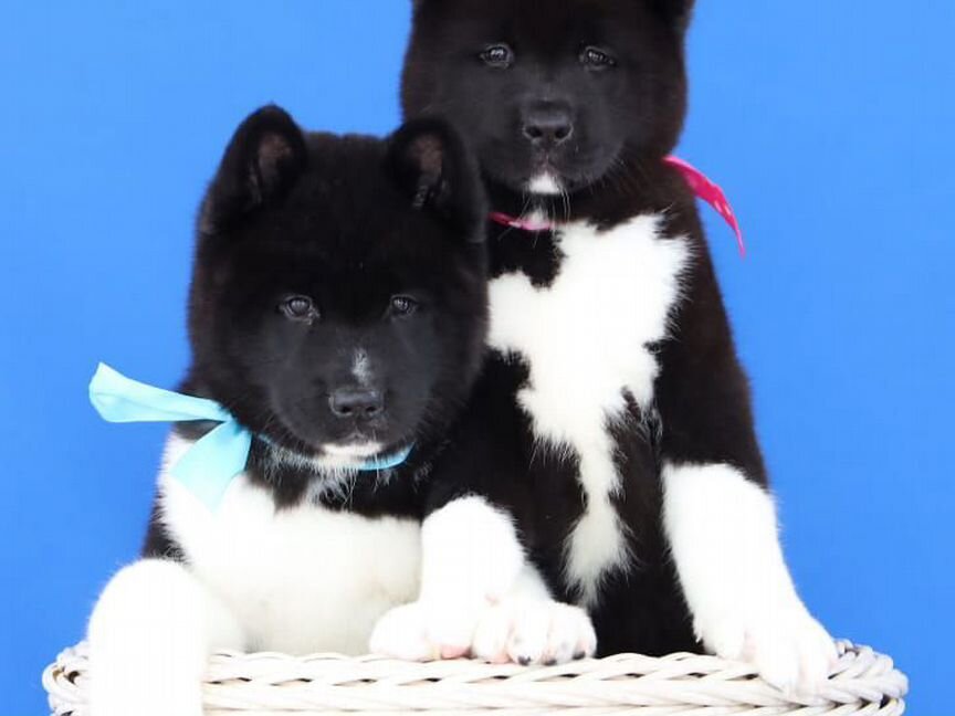 Черные Акитосы