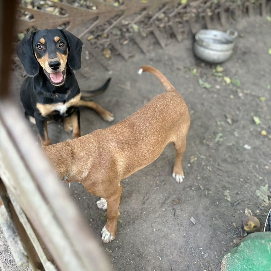 Очень прикольные собачата отдам