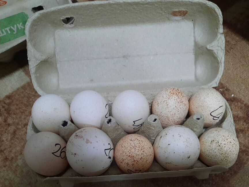 Инкубационное яйцо индейки бшг