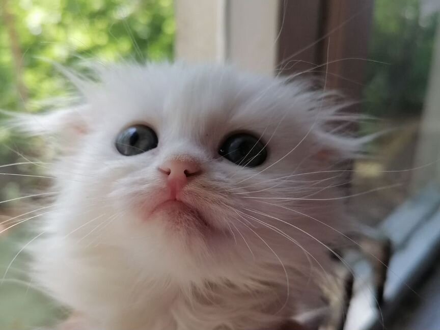 Котята девочки месь шотландские - ангора