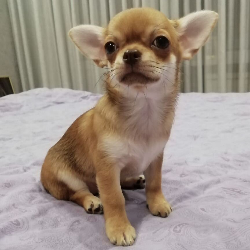 Чихуахуа, щенок