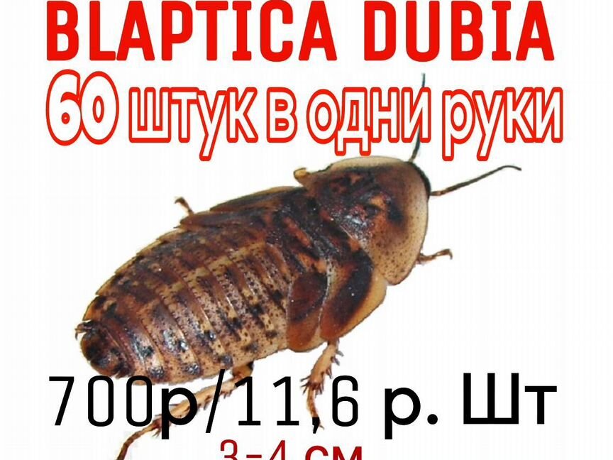 Аргентинский таракан (Blaptica Dubia)