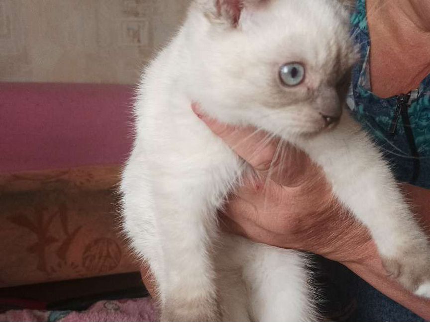 Супер котенок