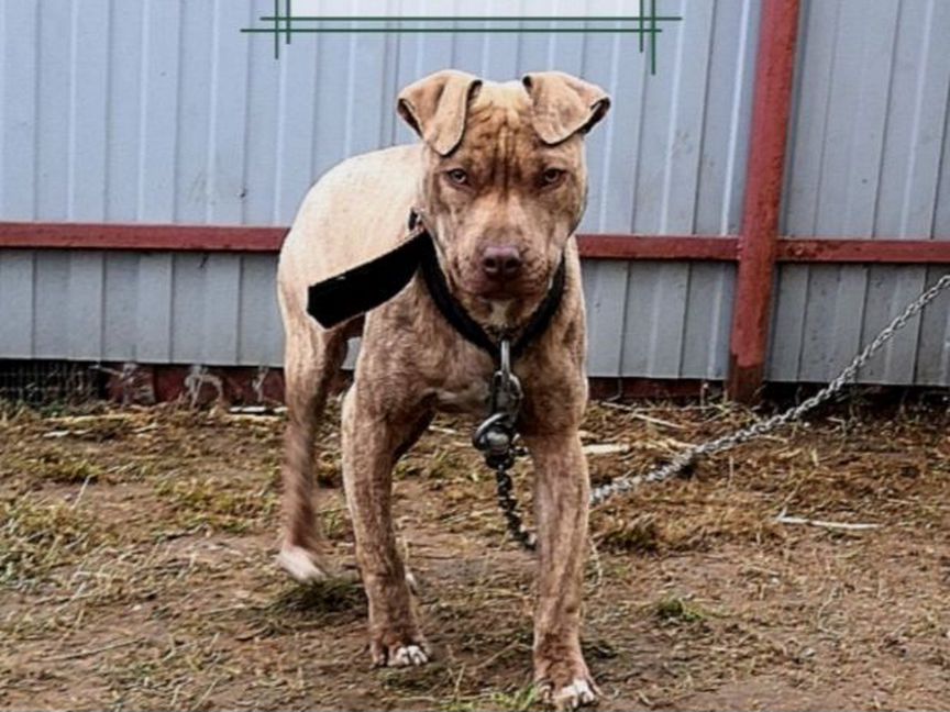 Щенки питбультерьера