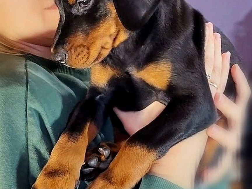 Щенки добермана. 2 мес. РКФ