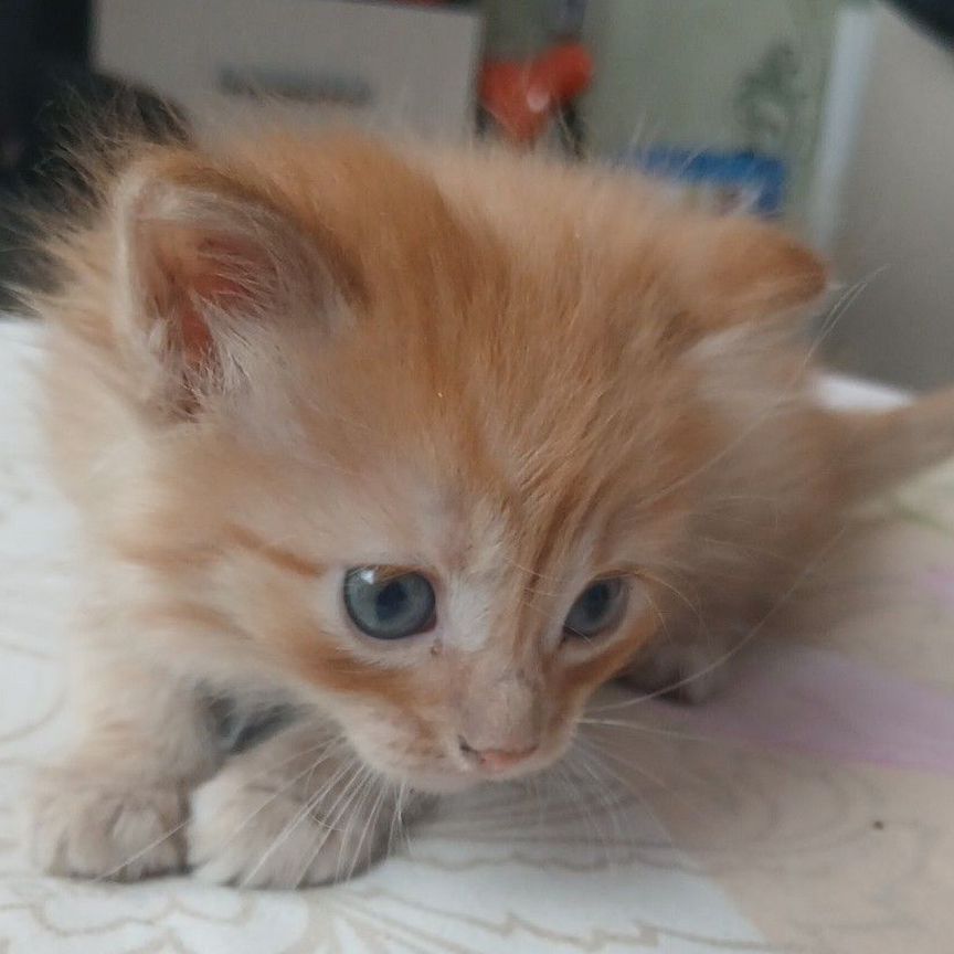 Котёнок в добрые руки